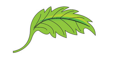 Making a Leaf using Mesh Tool- Illustrator Tutorials – Maa Illustrations